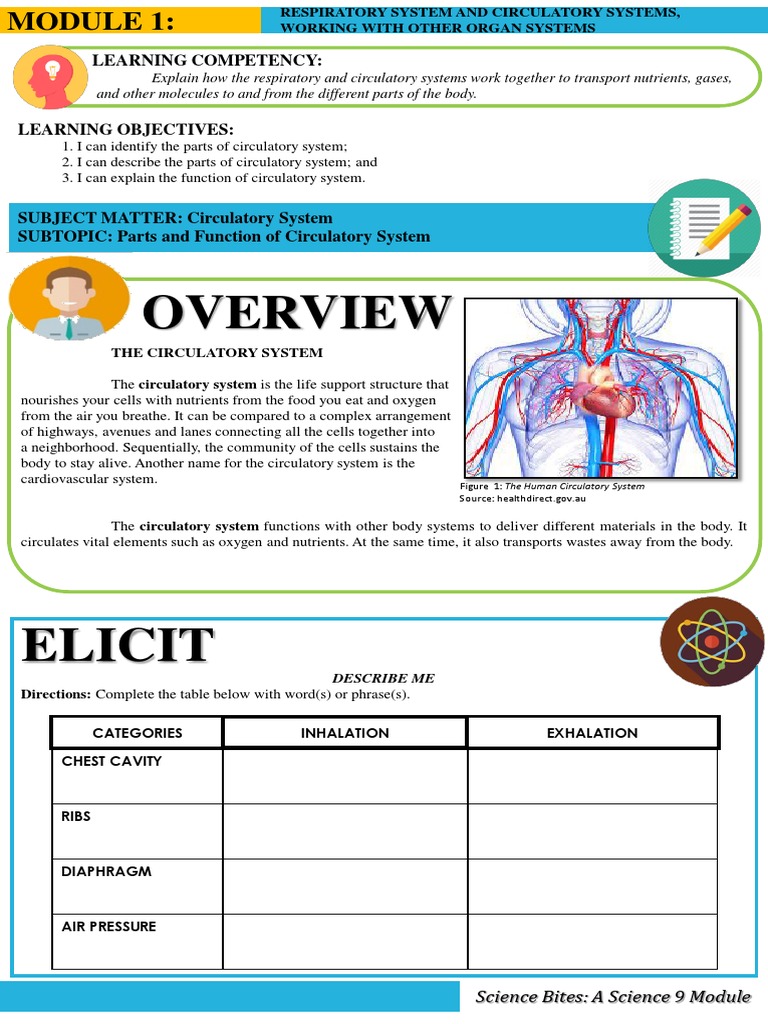 1.3 Circulatory System | PDF | Artery | Blood