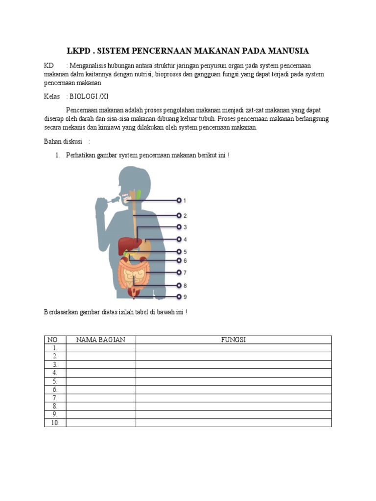 LKPD Sistem Pencernaan | PDF