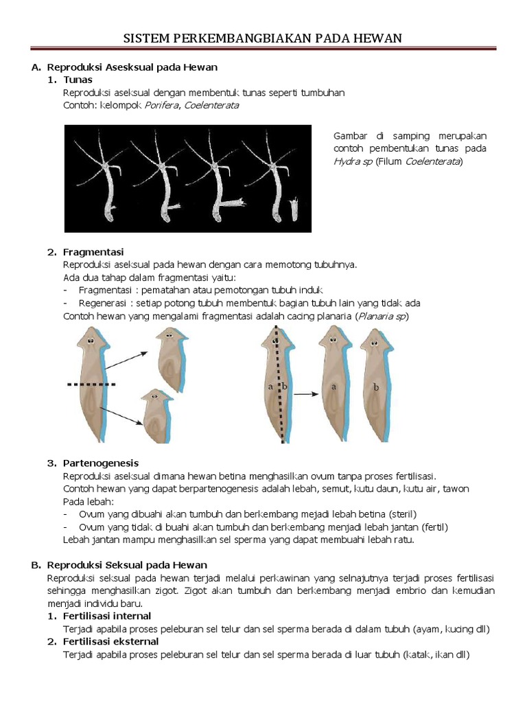 Sistem Perkembangbiakan Hewan | PDF | Sains & Matematika