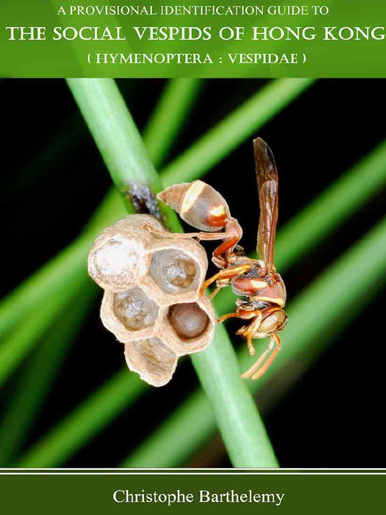 HK Vespids - Rev.m Web | PDF | Wasp | Hymenoptera