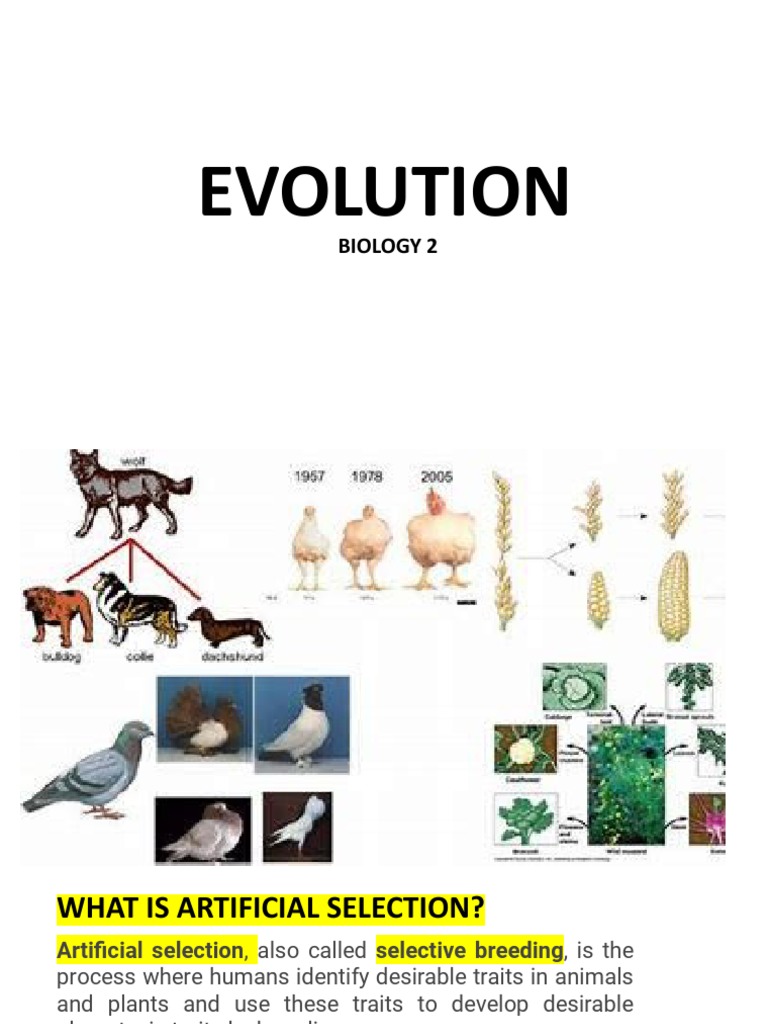 WK 7 Evolution | PDF | Social Science | Wellness