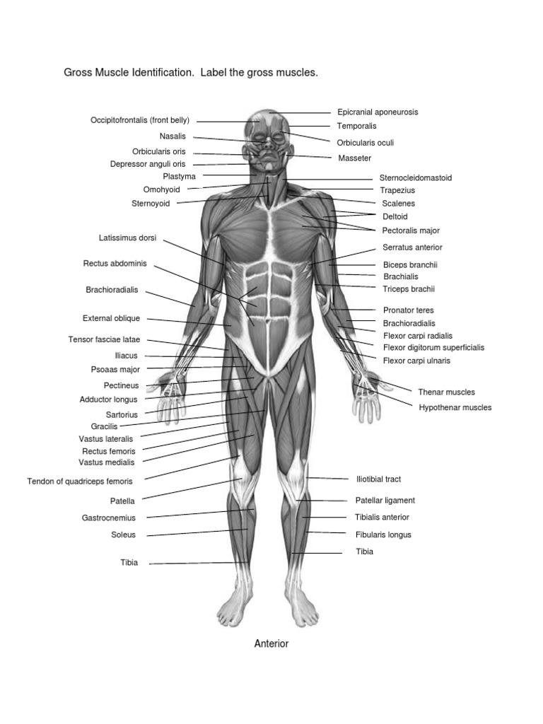 Gross Muscle Identification | PDF | Musculoskeletal System | Limbs ...