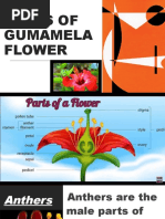 Rose Flower Anatomy and Functions | PDF