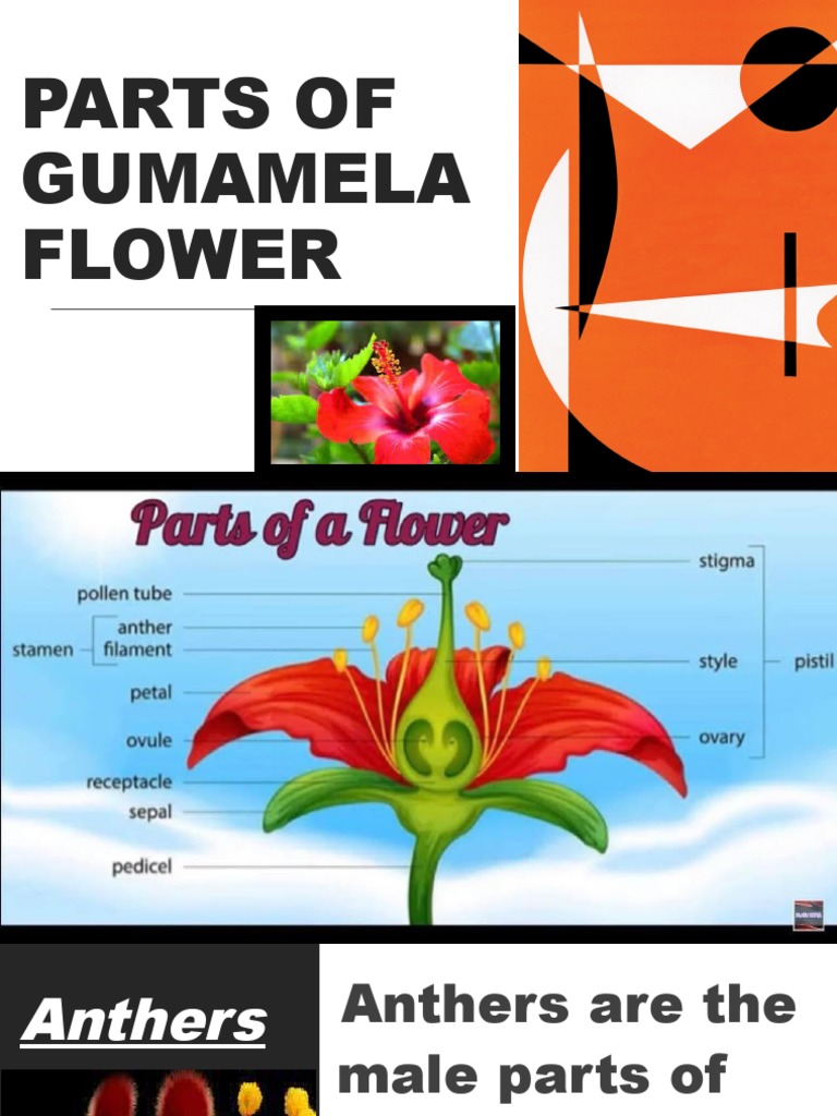 Parts of Gumamela Flower | PDF | Flowers | Petal