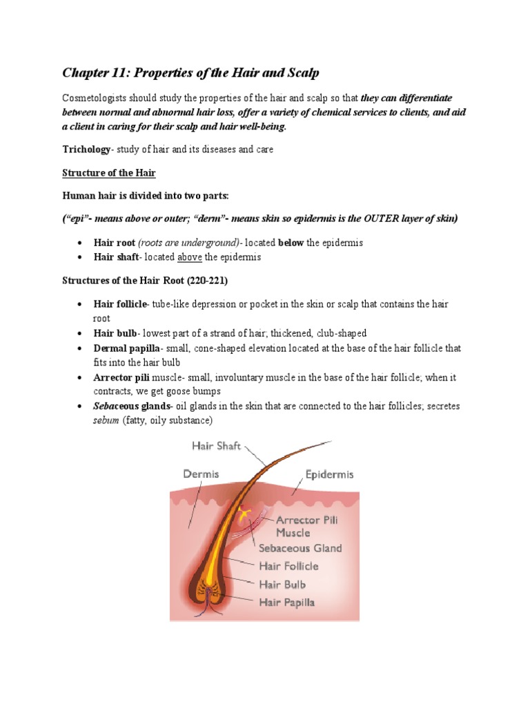 Hair and Scalp Properties Overview | PDF | Hair | Hair Loss