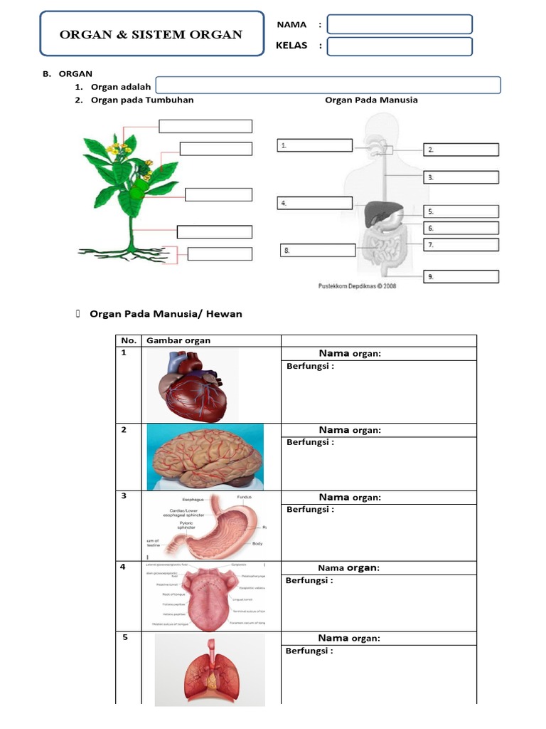 LKPD IPA Organ Dan Sistem Organ Kelas VII | PDF
