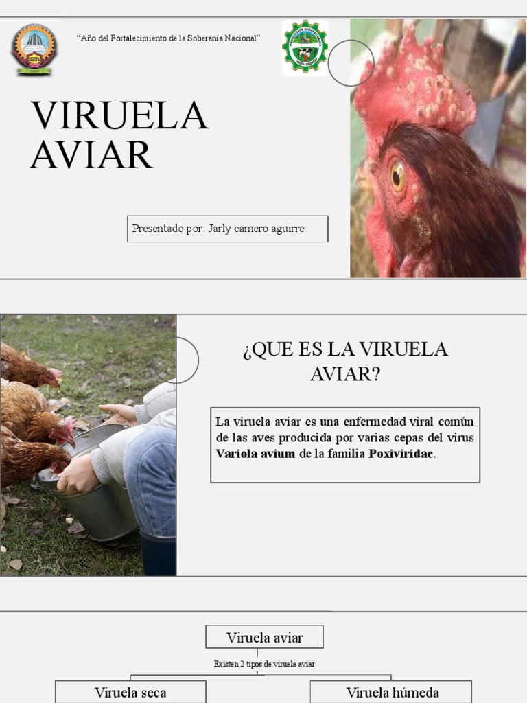 Viruela aviar: causas, síntomas y prevención | PDF | Medicina ...