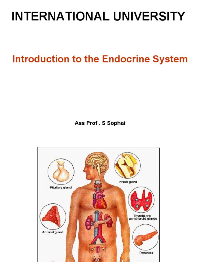 Introduction To The Endocrine System Pdf Endocrine System Hormone
