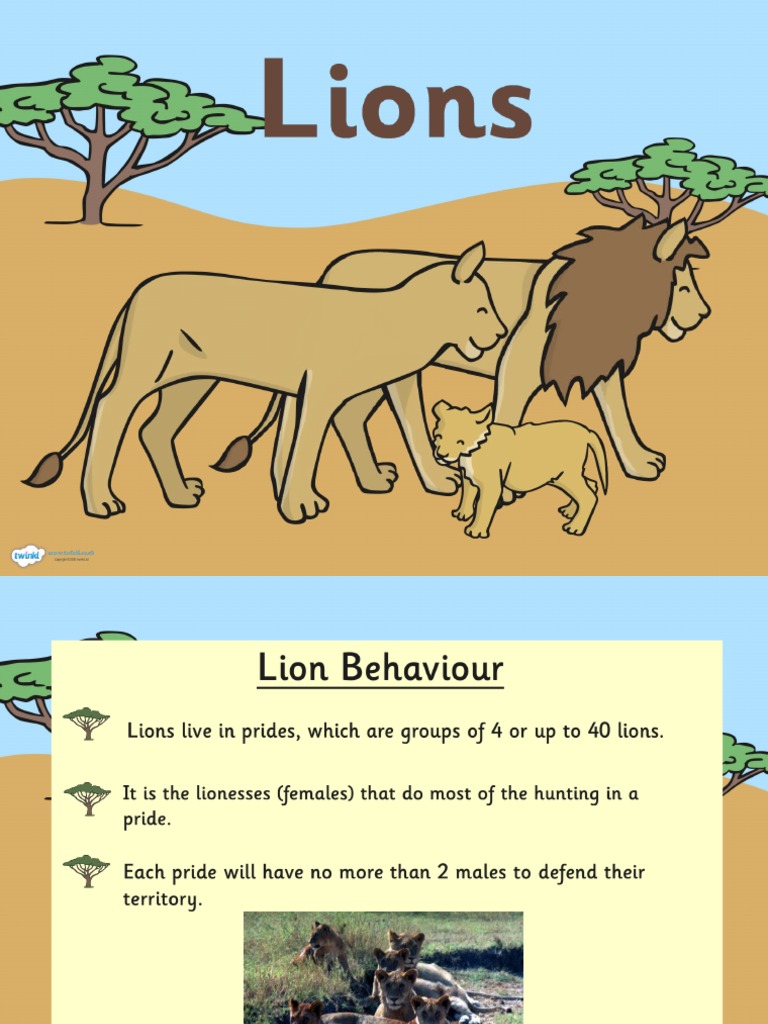 T T 5666 Safari Lion Information Powerpoint V | PDF
