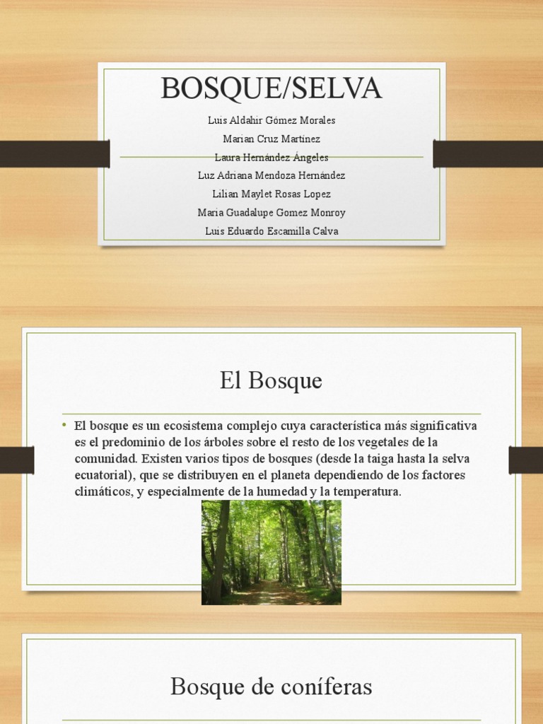 Bosque Selva | PDF | Selva | Zona tropical
