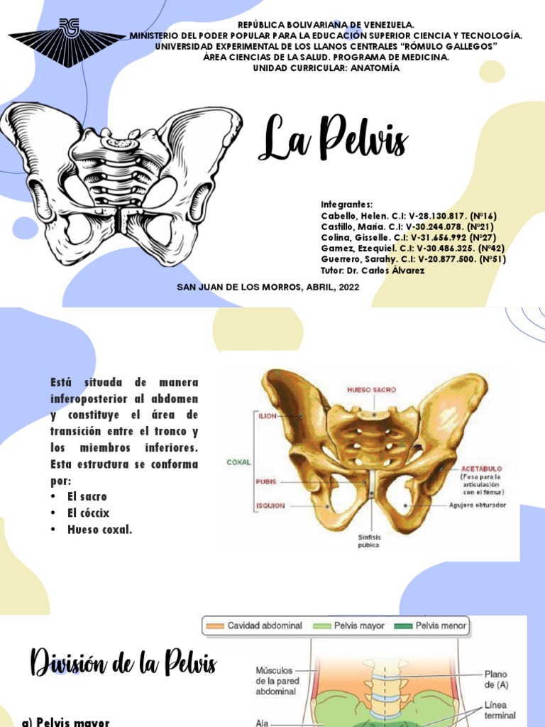 Anatomia Médica de La Pelvis, Diapositivas | PDF | Pelvis | Anatomía