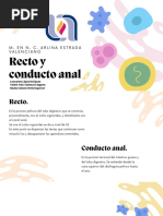 Anatomía y función del recto | PDF | Recto | Tracto gastrointestinal