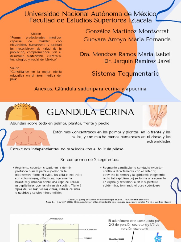 Glándula Ecrina y Apocrina | PDF | Termorregulación | Anatomía humana