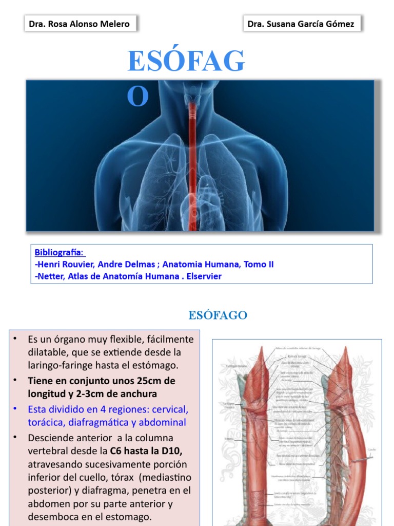 Anatomía del Esófago y Sus Porciones | PDF | Abdomen | Esófago