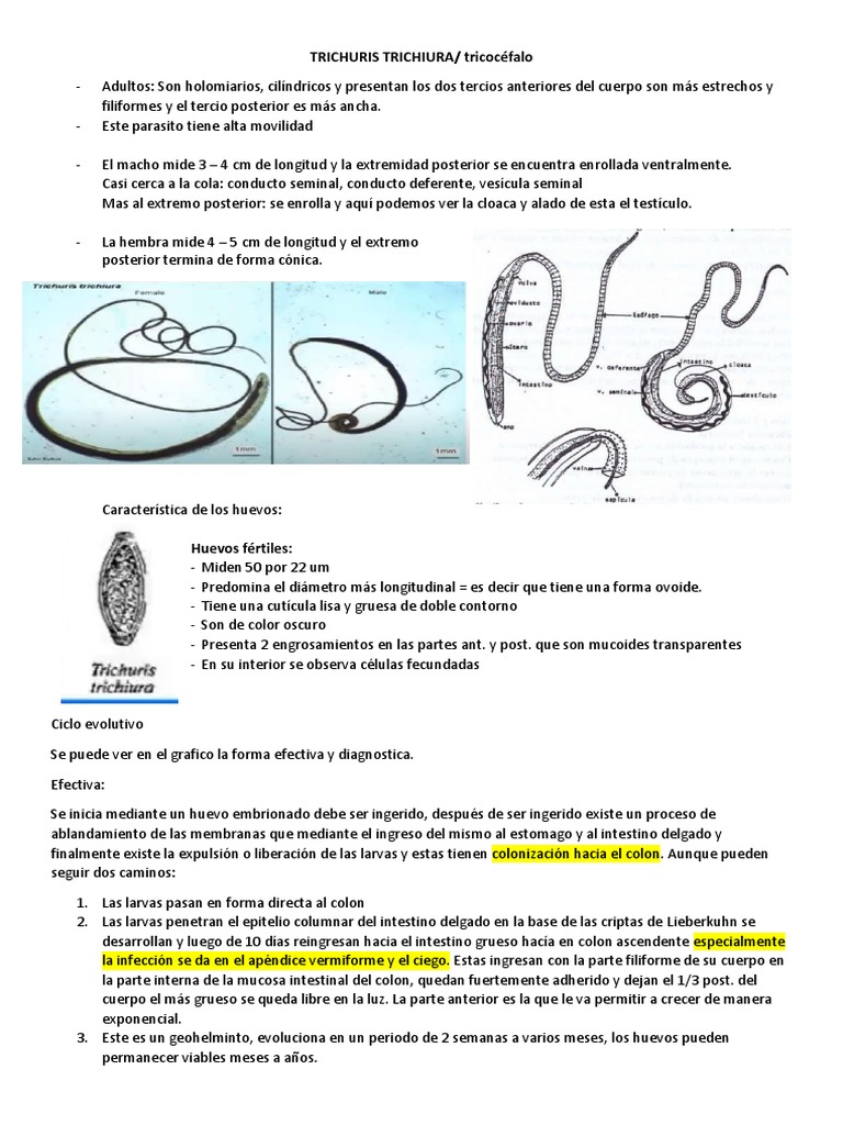 Trichuris Trichiura | PDF | Heces | Diarrea