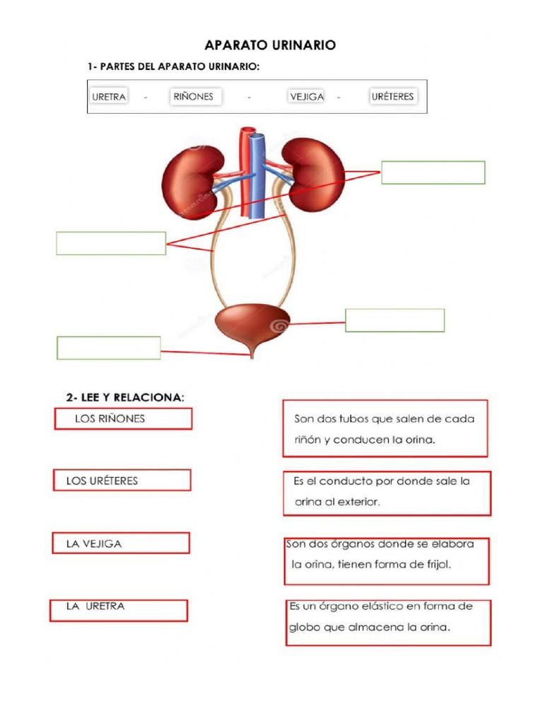Aparato Urinario | PDF