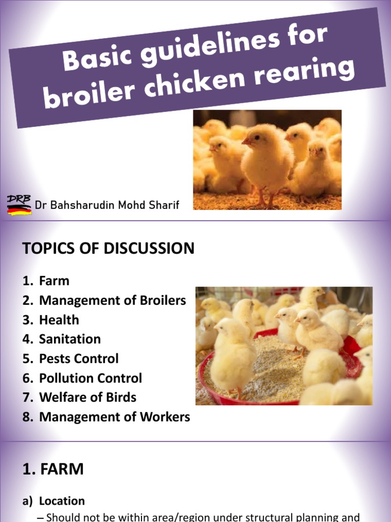 2-Basic Guidelines For Broiler Chicken Rearing | PDF | Poultry Farming ...