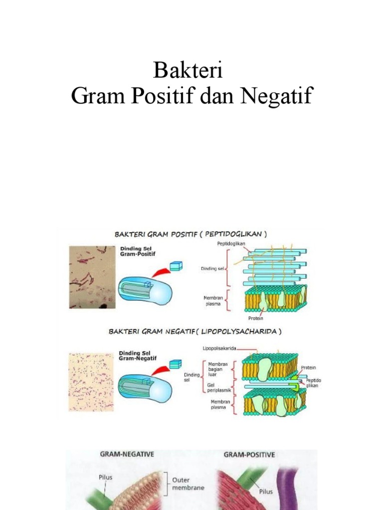 Bakteri Gram Positif Negatif | PDF