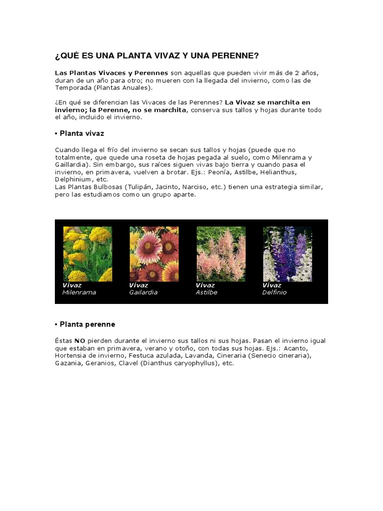Qué Es Una Planta Vivaz y Una Perenn1 | PDF | Fertilizante | Riego