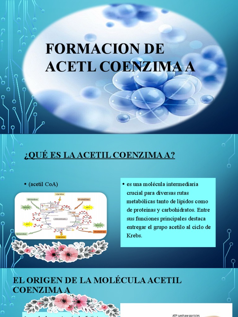 Formación y función de acetil CoA | PDF | Glucólisis | Fisiología