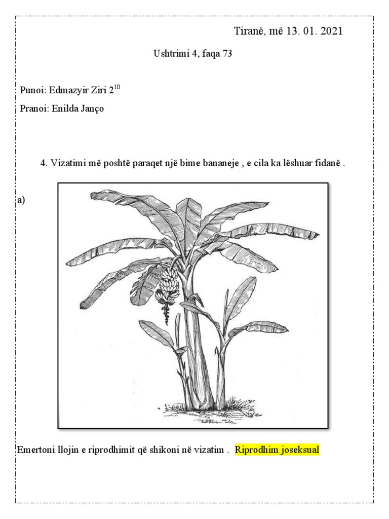 Biologji, Bima e Bananes | PDF