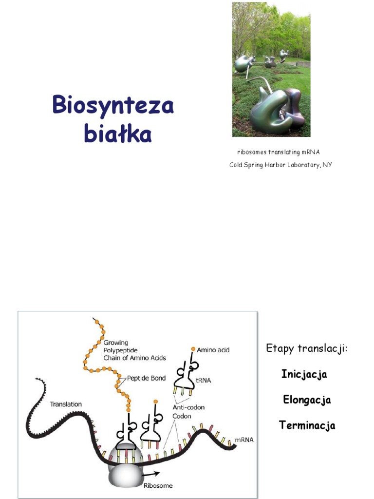 Wykład 5 - Biosynteza Białka | PDF