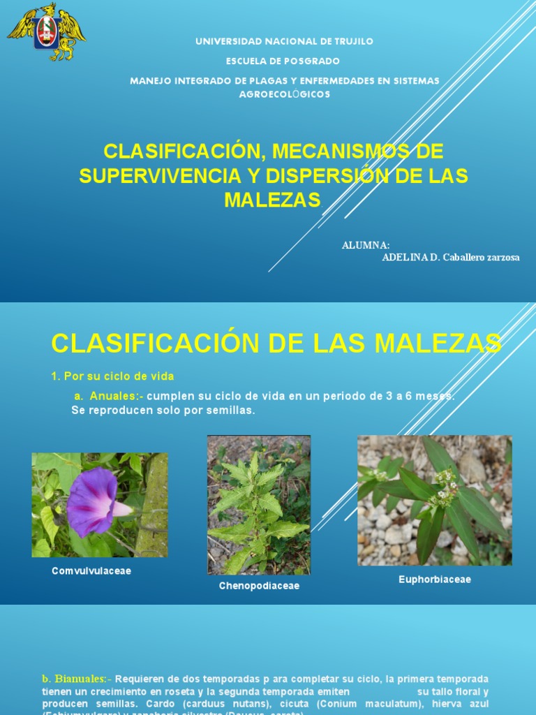 Clasificacion, Mecanismos de La Maleza | PDF | Hierba | Semilla