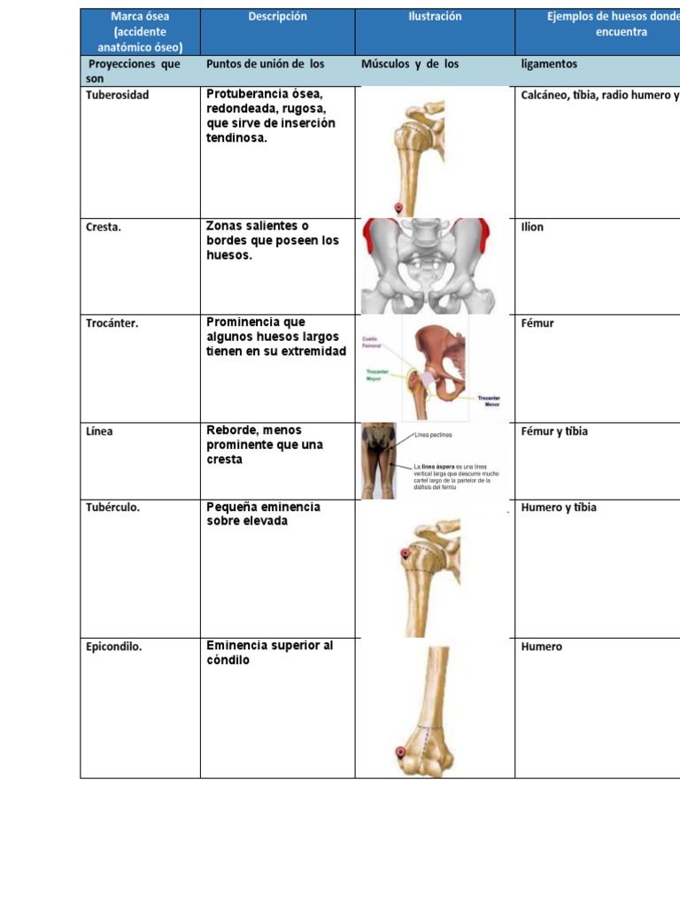 Marcas y prominencias óseas | PDF | Hombro | Rodilla
