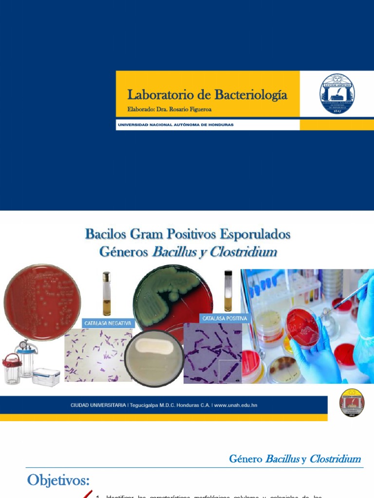 Httpscampusvirtual - Unah.edu - Hnpluginfile.php5337272mod ...