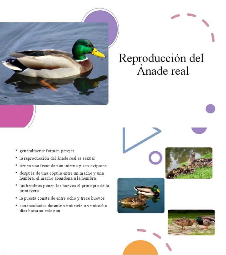 Reproducción Del Anade Real | PDF