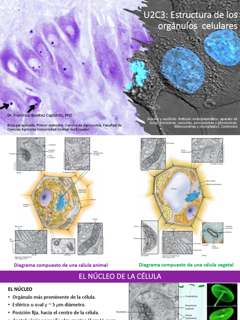 U2C3 - Estructuras Celulares | PDF | Citoplasma | Nucleo celular