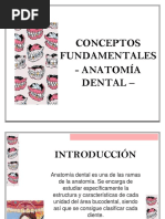 Nomenclatura Fdi | PDF | Odontología | Diente humano