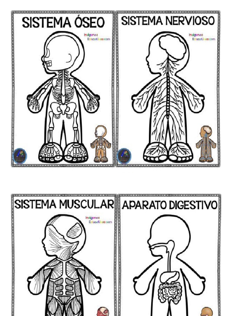 Imprimir Cuerpo Humano Pdf