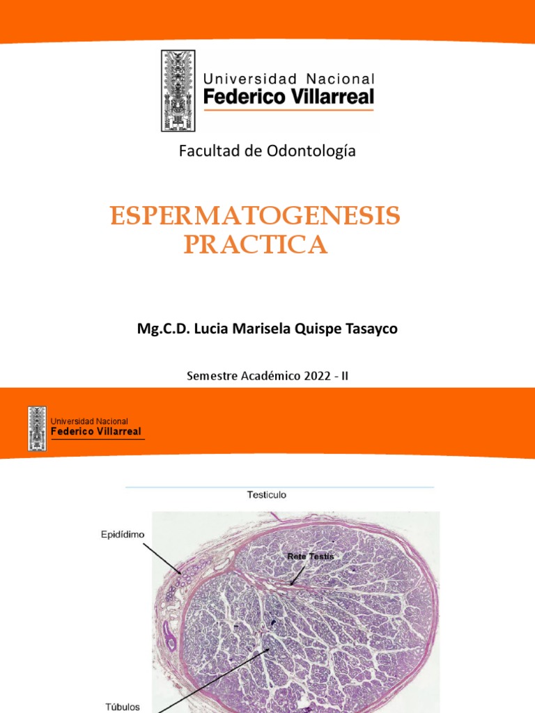 Espermatogenesis Practica | PDF