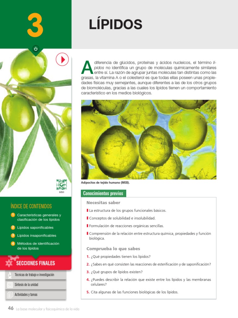 INICIA 2BACH BIOLA Unit | PDF | Lípido | Ácido graso