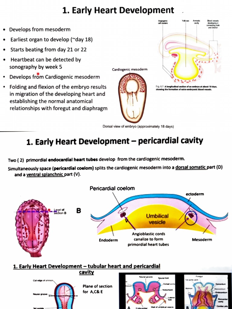 Heart Embryology | PDF | Atrium (Heart) | Heart Valve