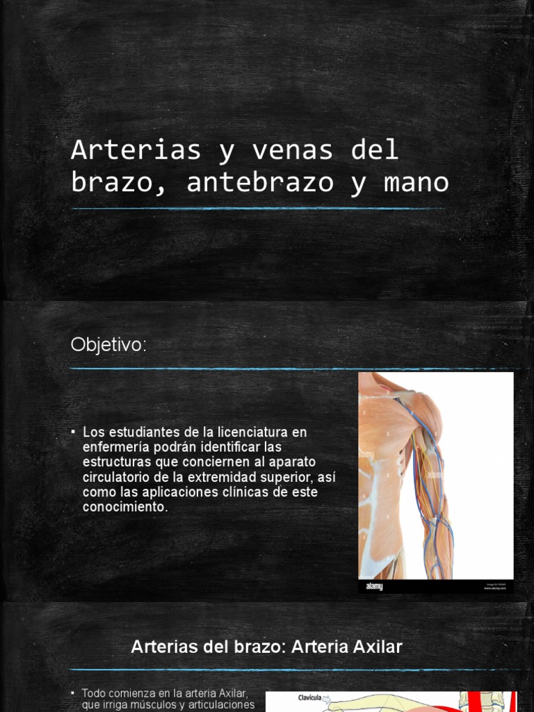 Anatomía de arterias y venas del brazo | PDF | Presión sanguínea | Mano