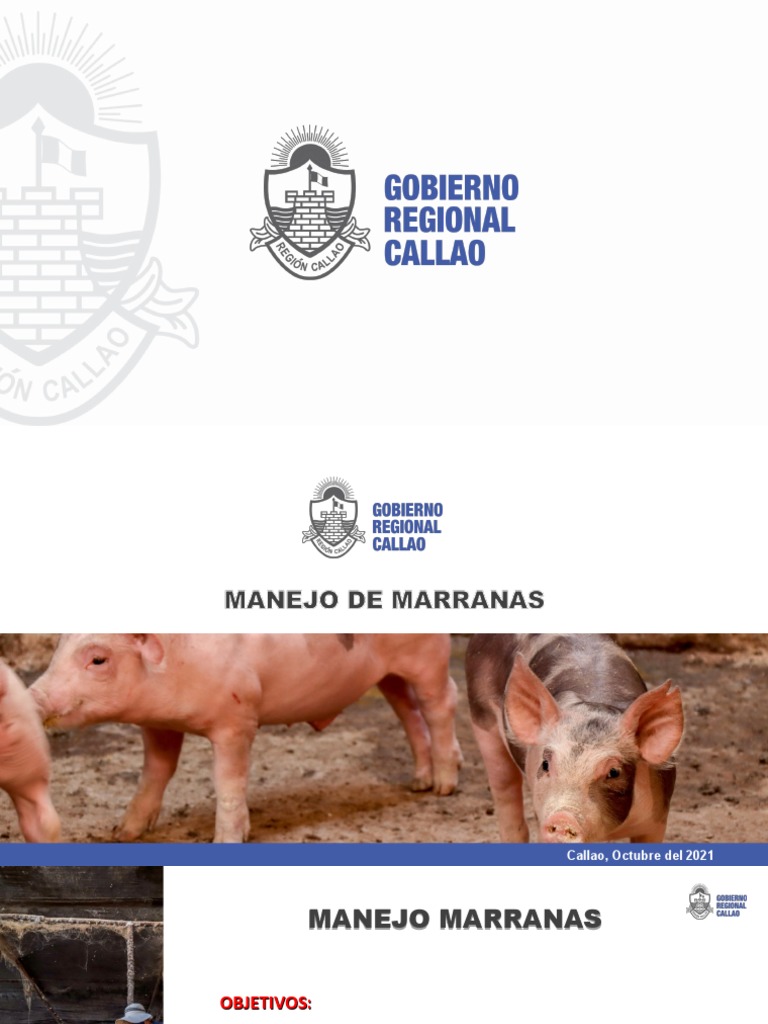 2 Manejo de Marranas | PDF | Parto | Amamantamiento