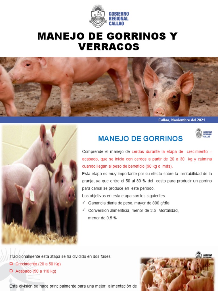 3 Manejo de Gorrinos y Verracos 04-11-2021 | PDF | Fertilidad | Semen