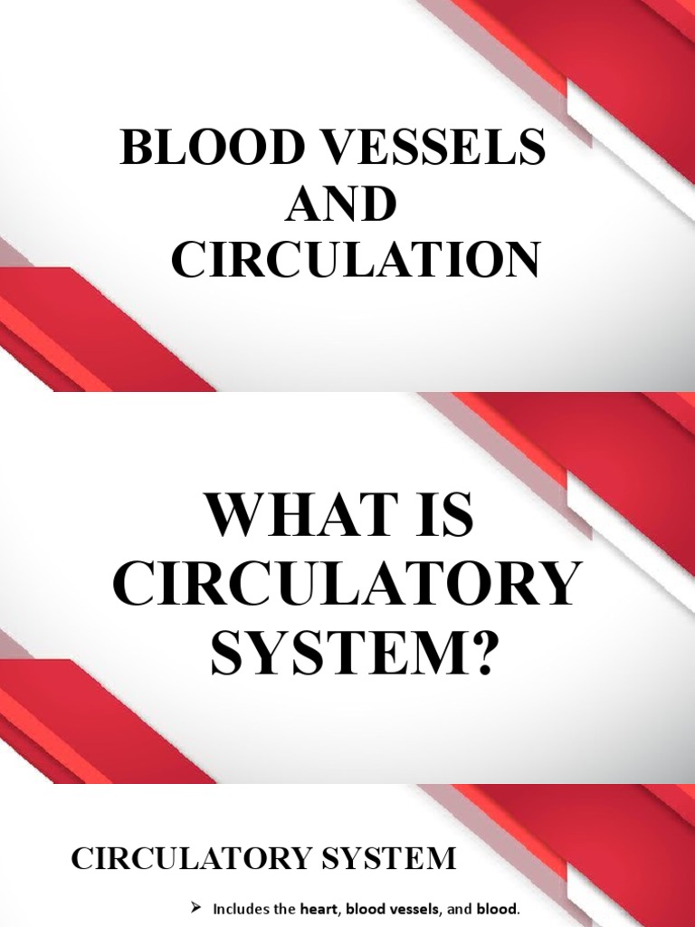 Circulatory System Guide: Blood Vessels, Circulation Physiology | PDF ...