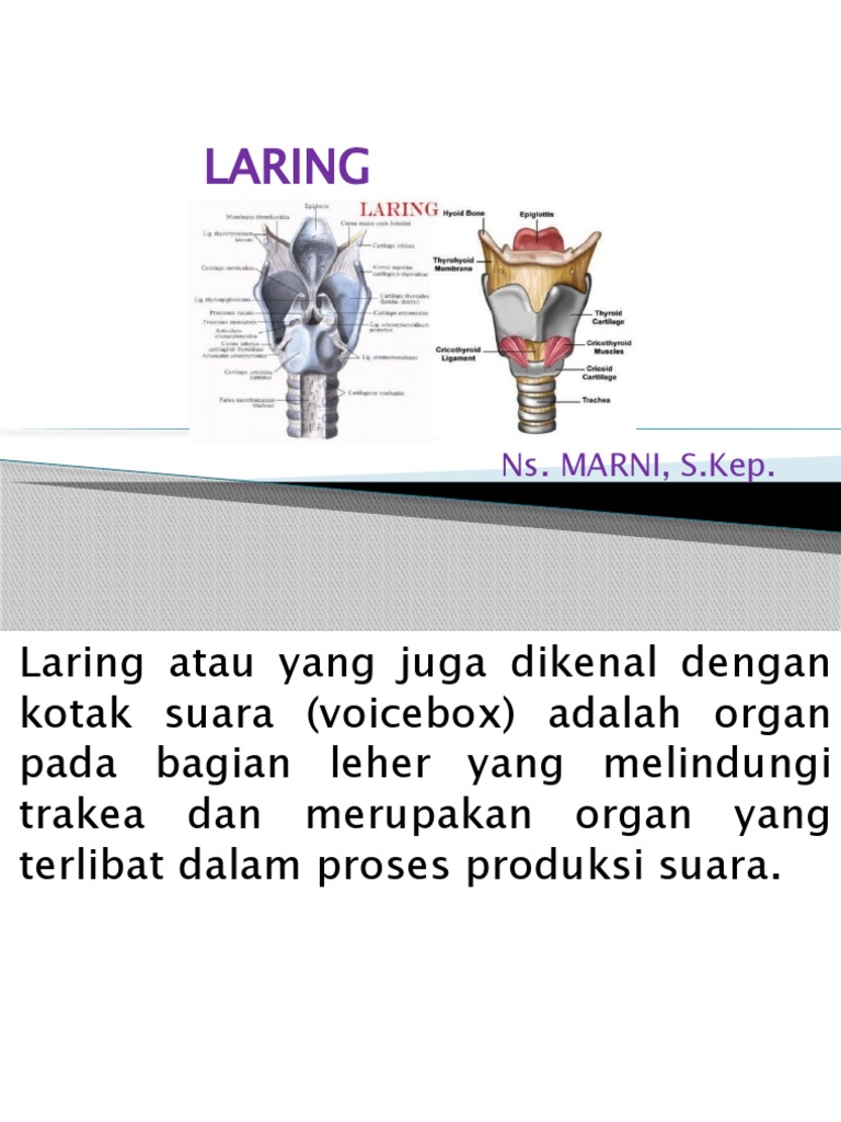 STRUKTUR DAN FUNGSI LARING | PDF STRUKTUR DAN FUNGSI LARING | PDF