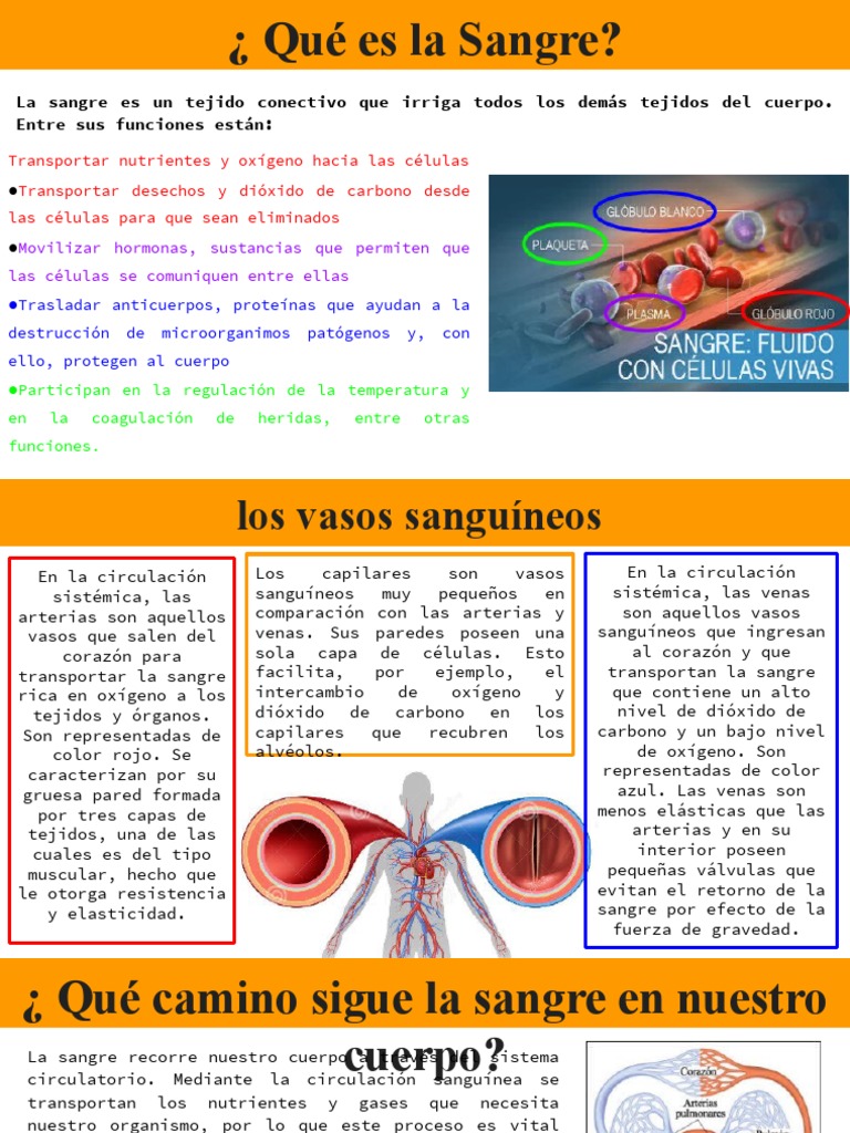 Lección 6 - Sistema Circulatorio | PDF | Sistema circulatorio | Sangre