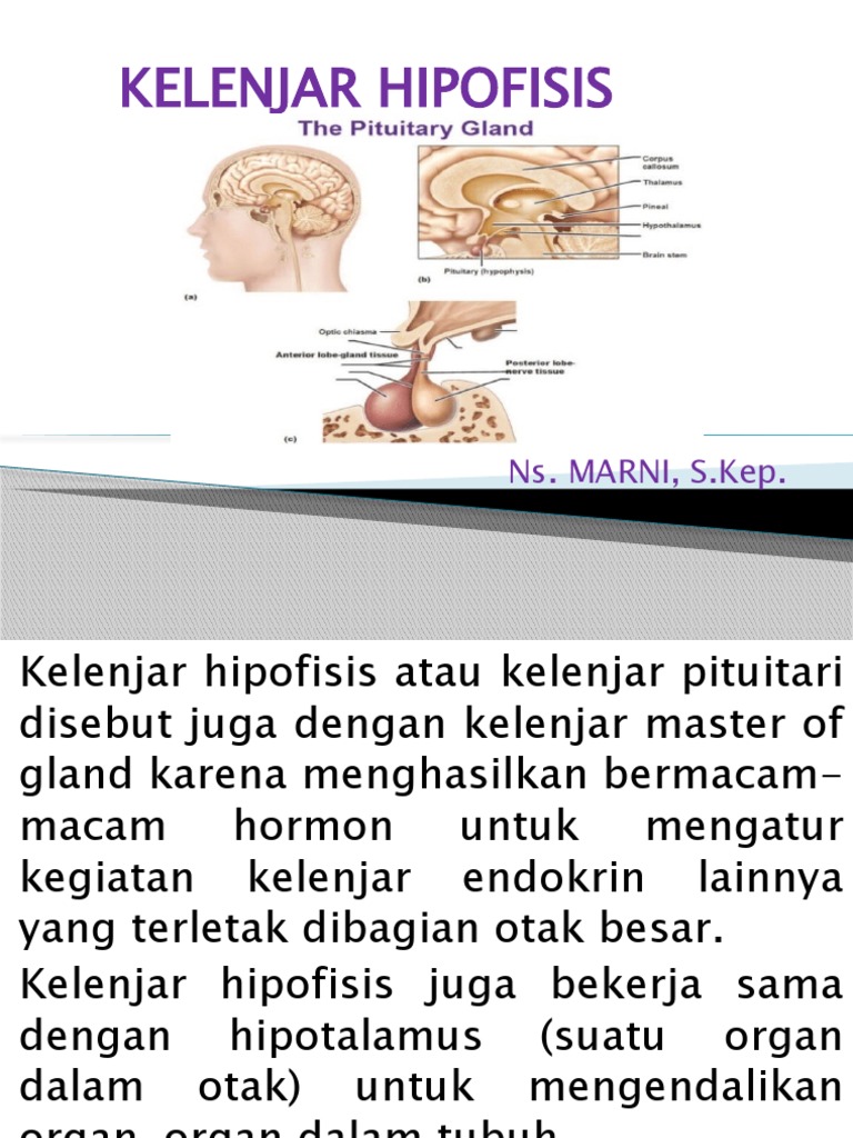 Kelenjar Hipofisis | PDF