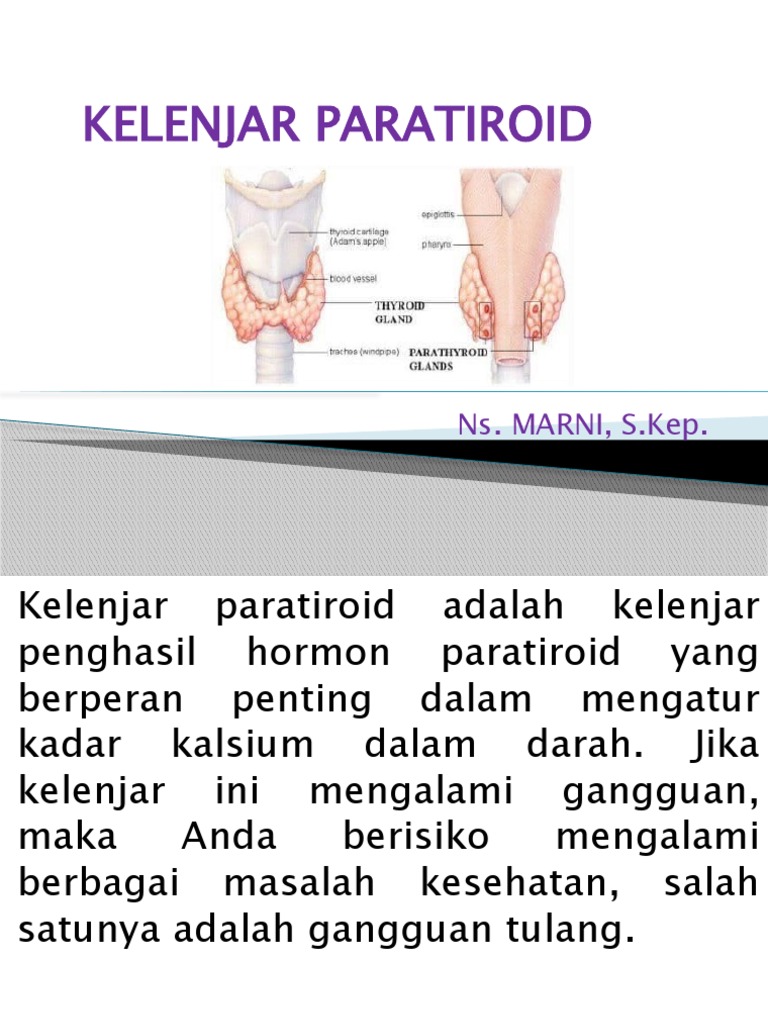 Kelenjar Paratiroid | PDF