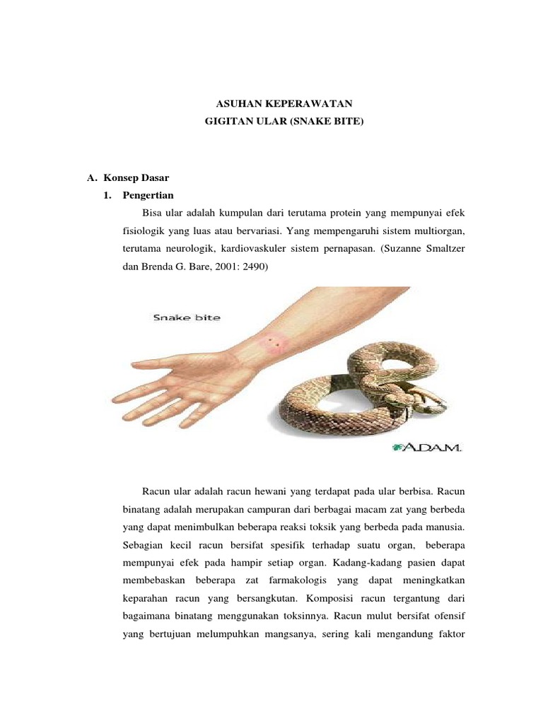 LP Snake Bite 2022 | PDF | Sains & Matematika