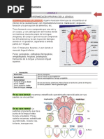 Microglosia y Macroglosia | PDF | Inflamación | Lengua