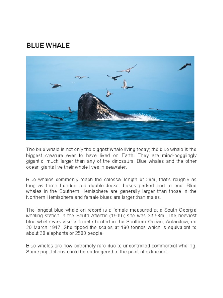 Blue Whale | PDF