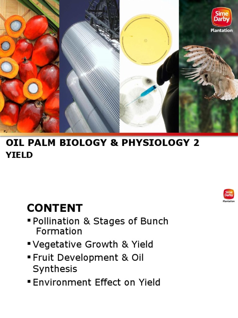 Oil Palm Pollination and Weevil Impact | PDF | Plant Nutrition | Leaf