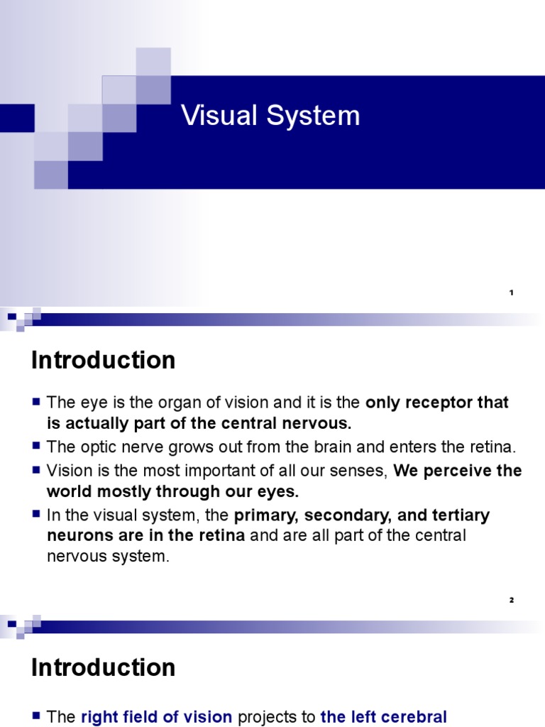 Visual System | Download Free PDF | Visual System | Retina