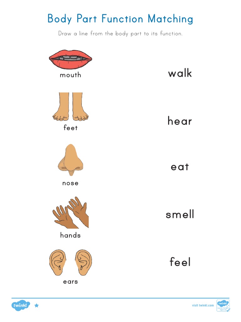 Us A 73 Body Parts Function Matching Differentiated Activity English ...